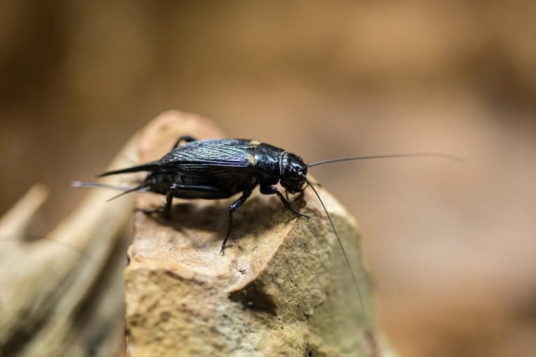 4 kroky, jak skladovat a chovat cvrčky - ZeměZvířat.cz