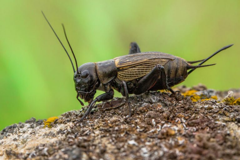 4 kroky, jak skladovat a chovat cvrčky - ZeměZvířat.cz